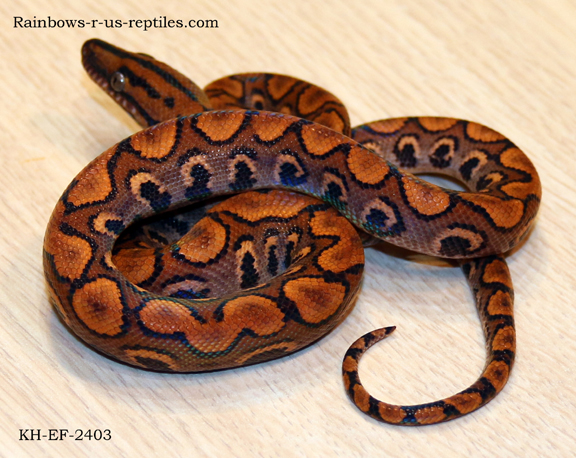Brazilian Rainbow Boas for sale litter 207 KH EF